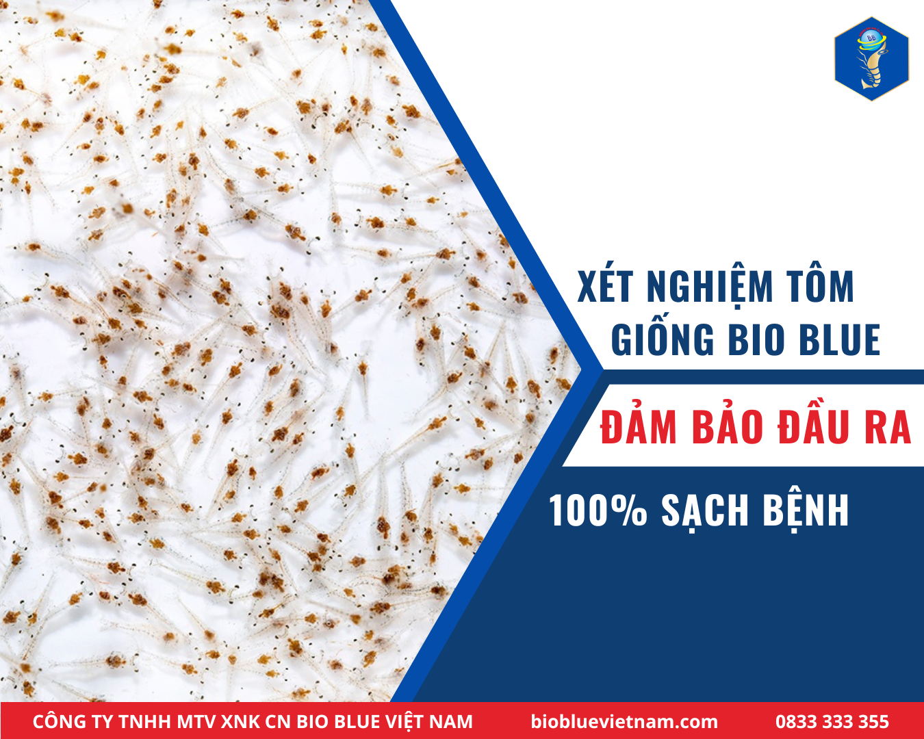 Xét nghiệm tôm giống bio Blue - Đảm bảo đầu ra 100% sạch bệnh